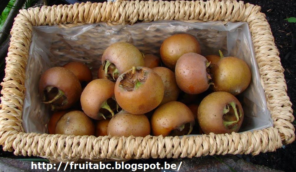 Inheems- en uitheems fruit: Plukken van mispels en mispelrecepten.