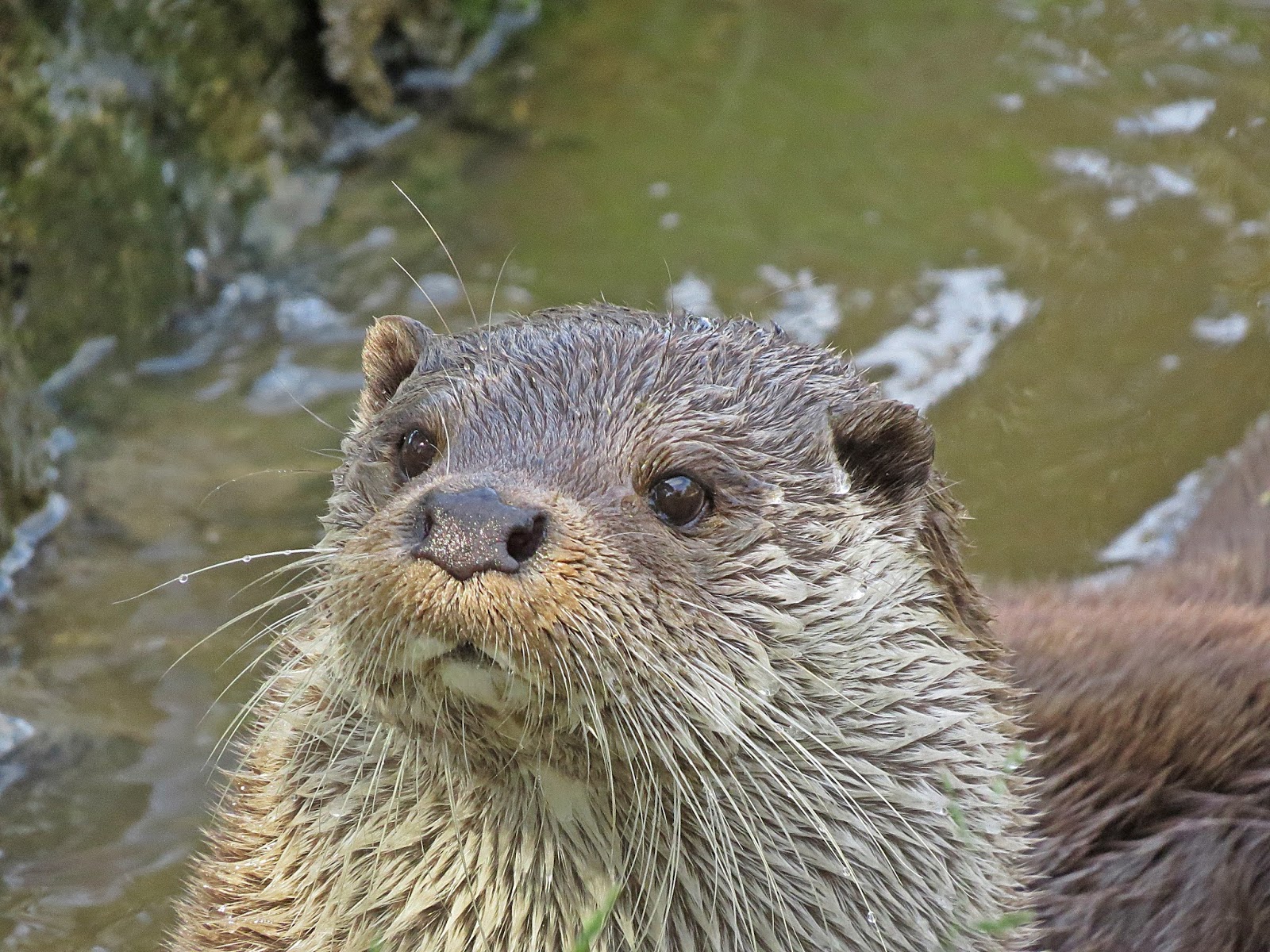 El Blog de Ignacio Henares: La nutria 'salta' a Sierra Nevada
