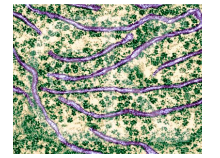 Komponen Sel Eukariotik dan Fungsinya (Nukleus dan Sistem Endomembran ...