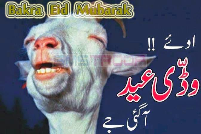 2013 Bakra Eid,Cow Qurbani,Camel Sacrifice,Goat Slaughter,Eid al Adha ...