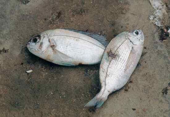 Artes de Pesca: VAMOS A PESCAR PAÑOSO PARTXIMIKI PANCHA O CHOPA