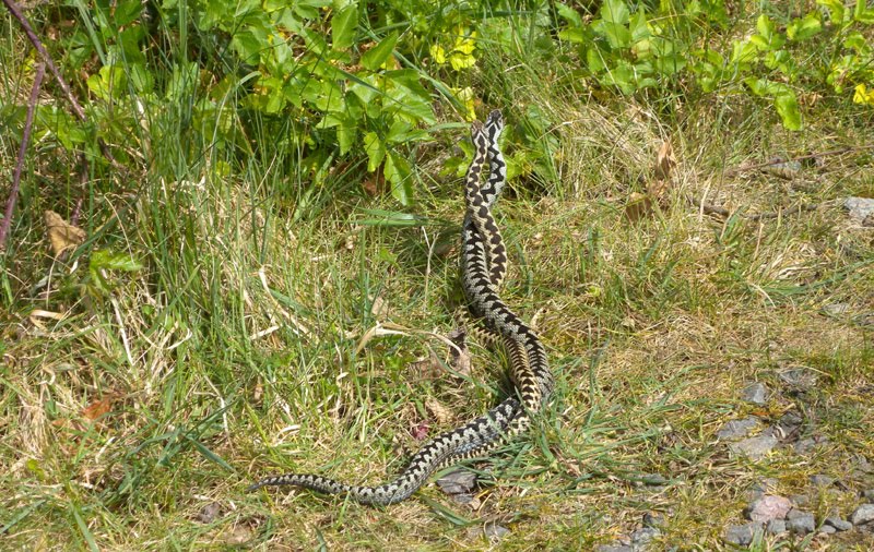 MERSEA WILDLIFE: JONATHAN'S DANCING ADDERS