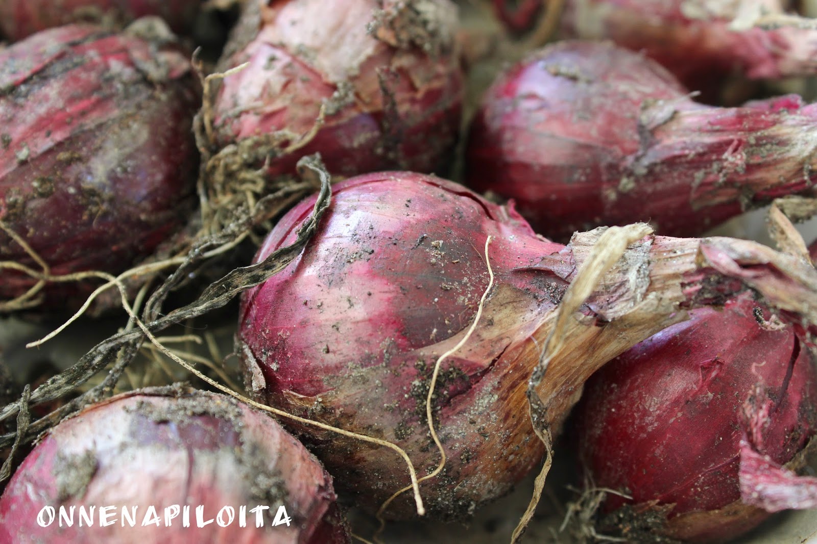 ONNENAPILOITA: Kuvaharjoituksia