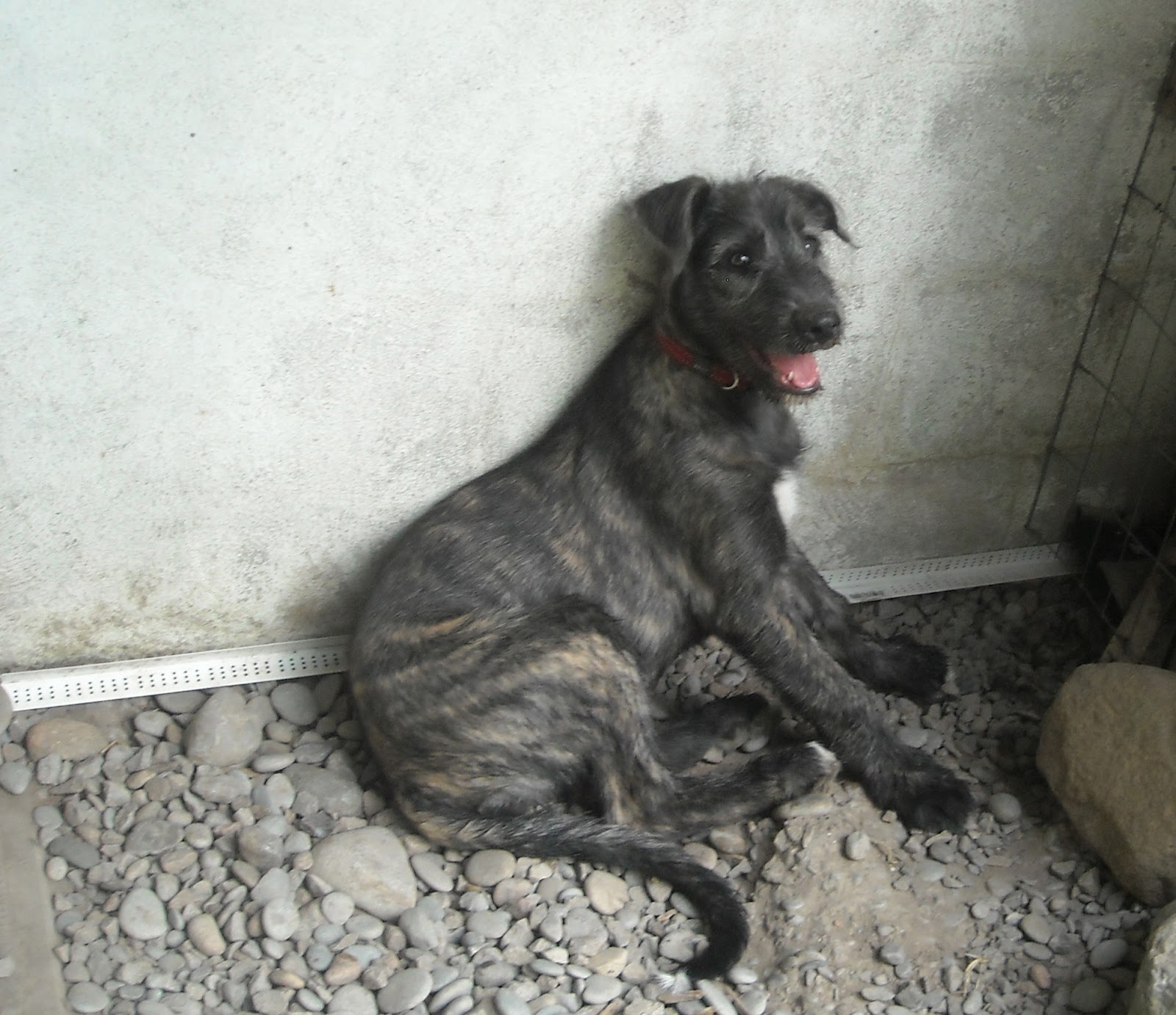 Irish Wolfhound Puppy Blog: Update