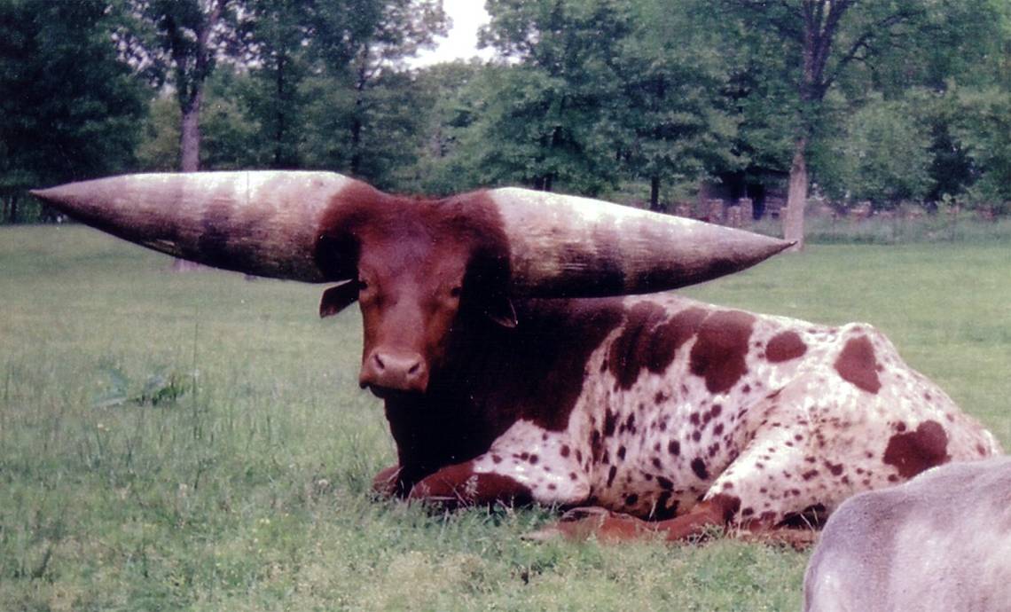 MUY INTERESANTE SPAIN: LOS CUERNOS MAS GRANDES DEL MUNDO ,TORO LURCH