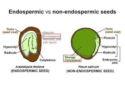 Embryo and endosperm development