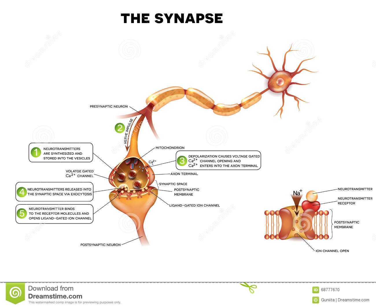 BIOLOGICAL BASICS OF BEHAVIOUR