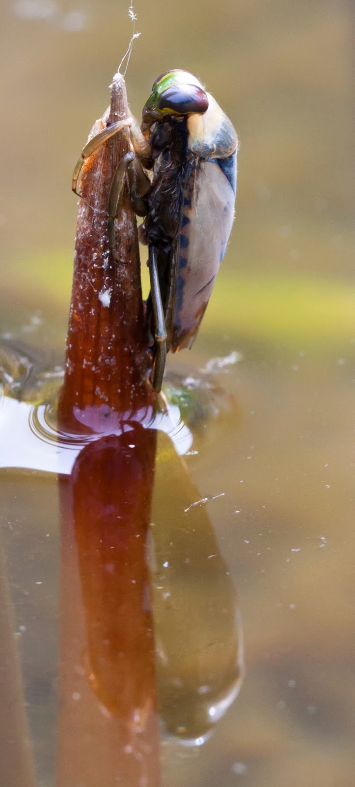 Species of UK: Week 29: Water Boatmen (‘Corixa’ and ‘Notonecta’)
