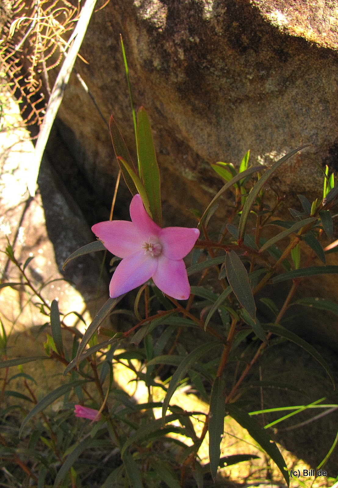 Sydney's Wildflowers and Native Plants: Crowea saligna - Small Crowea.