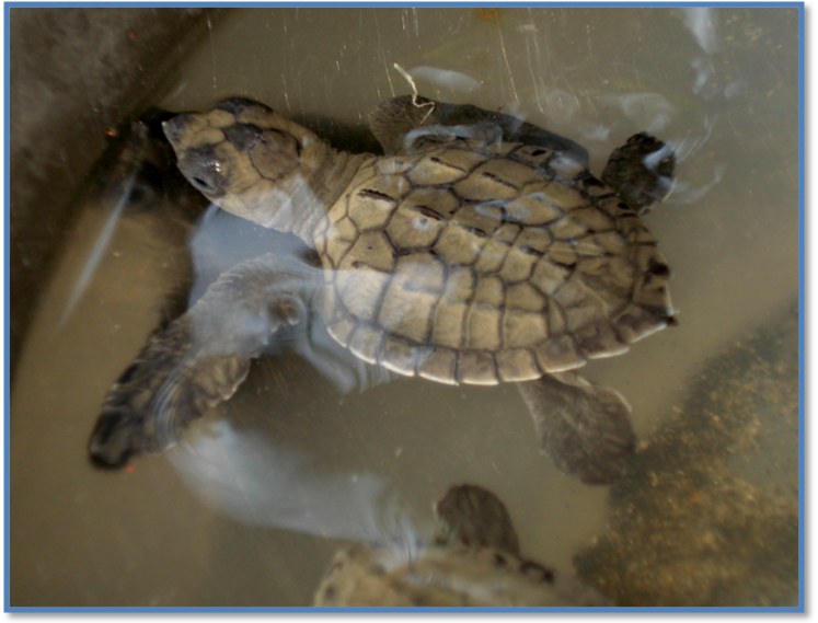AngelCent: Pawikan Conservation Center