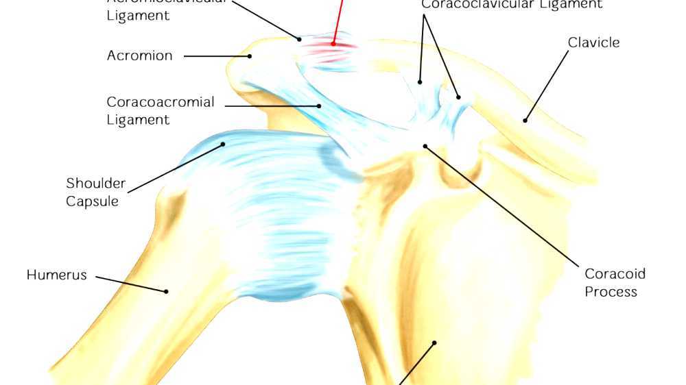 Acromioclavicular joint