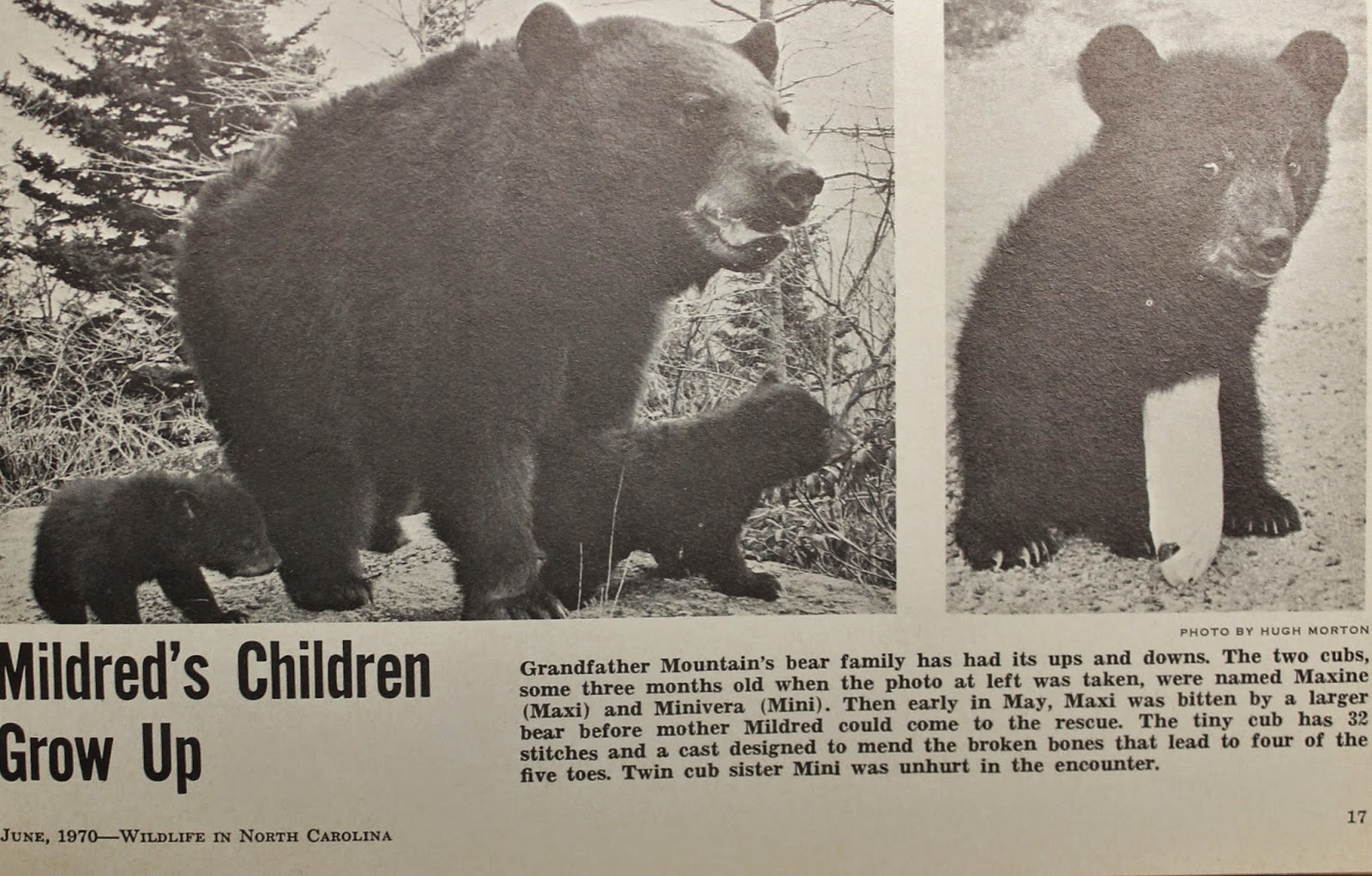At the Foot of Bullhead Mtn.: A Family Tradition: Walter and Mike Edmisten
