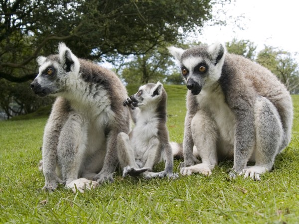 Beautiful World : Parental Care in the Animal Kingdom (20 photos)