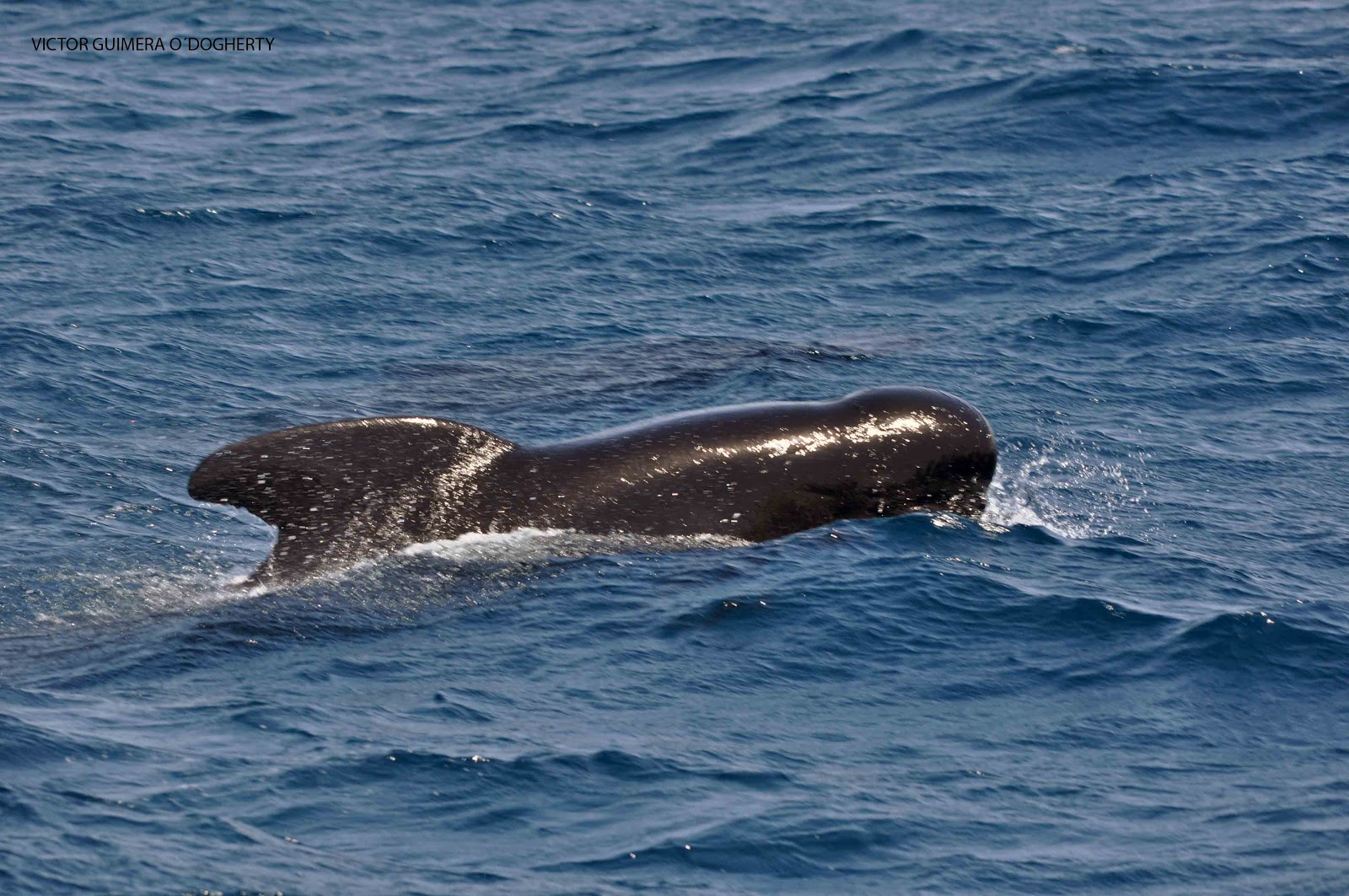 Mis imágenes de aves: DELFINES EN EL ESTRECHO