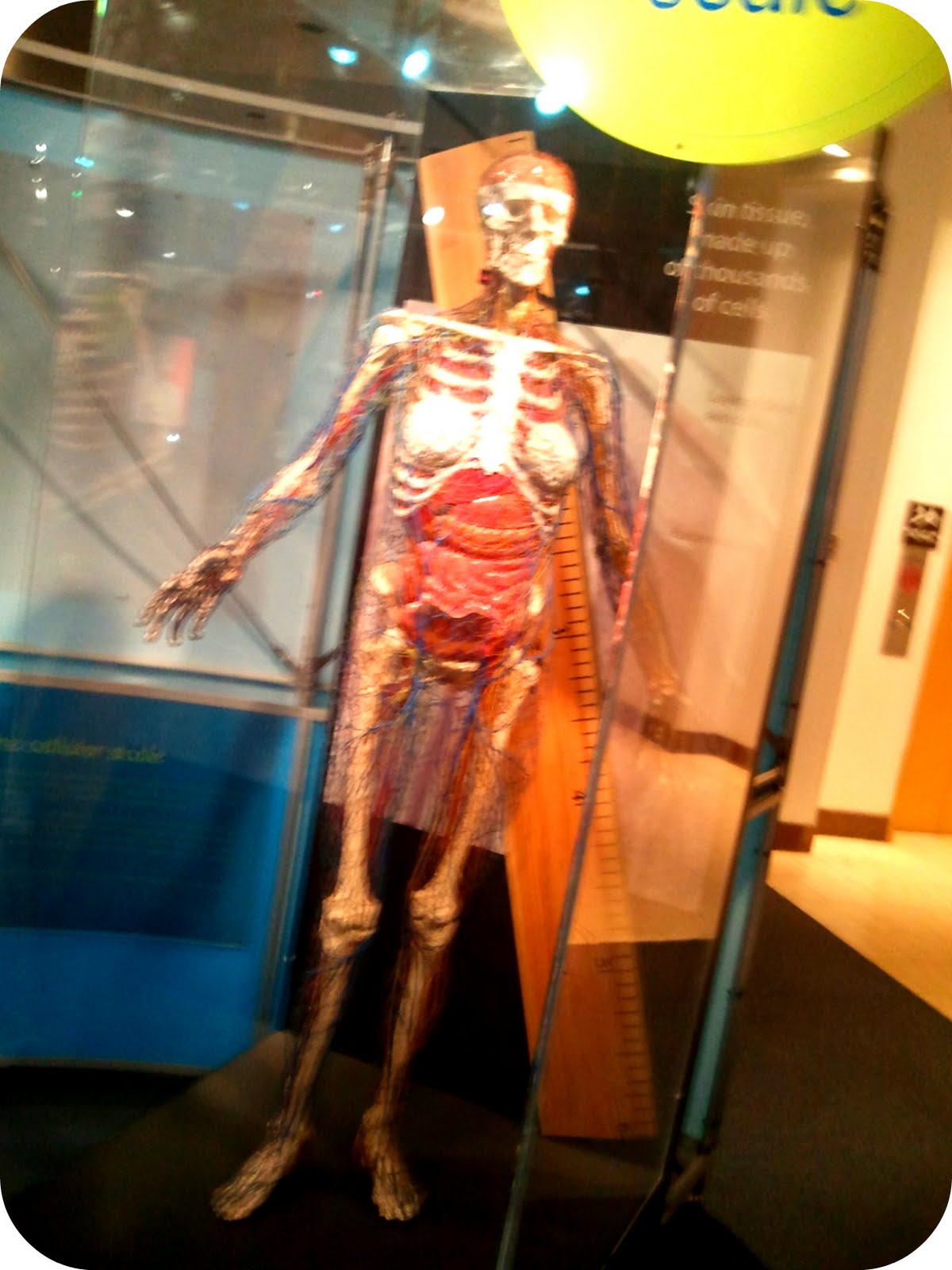 Super Saturday {Dallas Museum of Nature and Science} | Simple.Beautiful ...