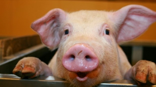 Noul Univers CHRISTALIN: 3. IGNATUL („Tăierea Porcului”)