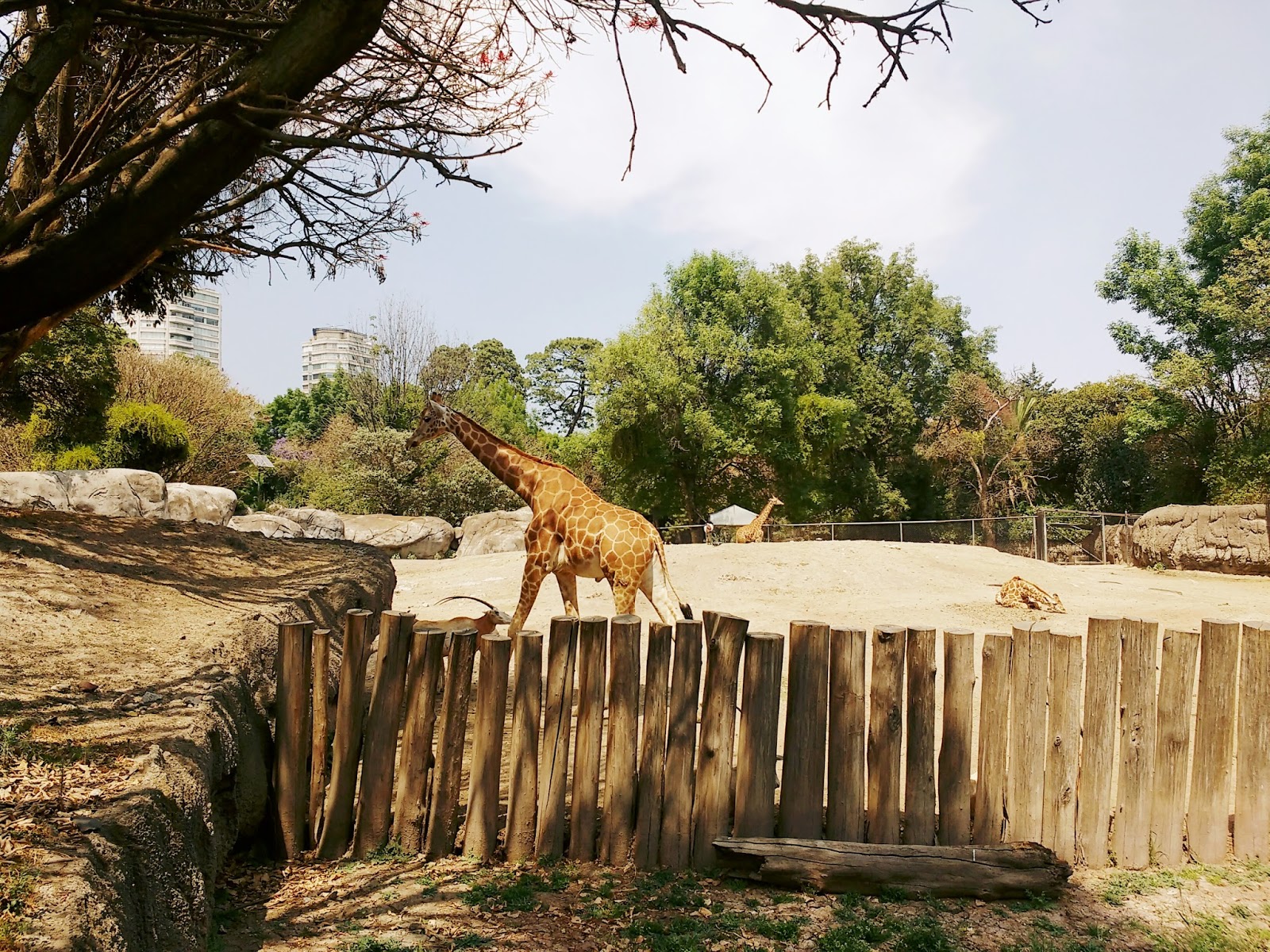 7 animales del zoológico de Chapultepec - Revista Coma