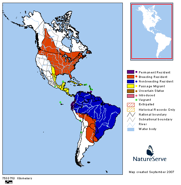 Chiví común (Vireo olivaceus) - Paperblog