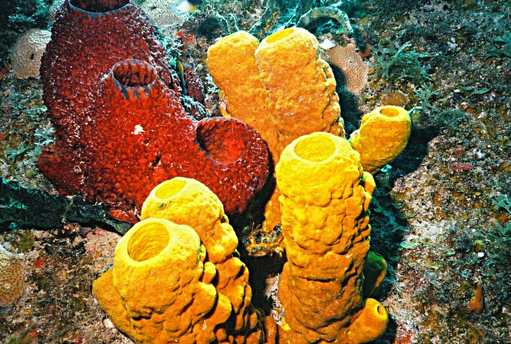 Blog Naturales 1º ESO - IES Isidra de Guzmán: Tema 11.- El Reino animal ...