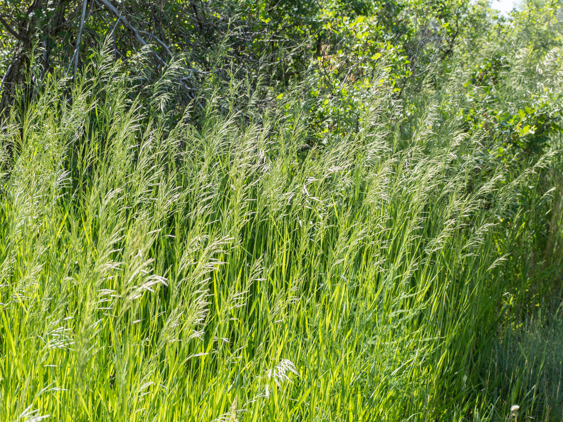 Dog Portrait Photography