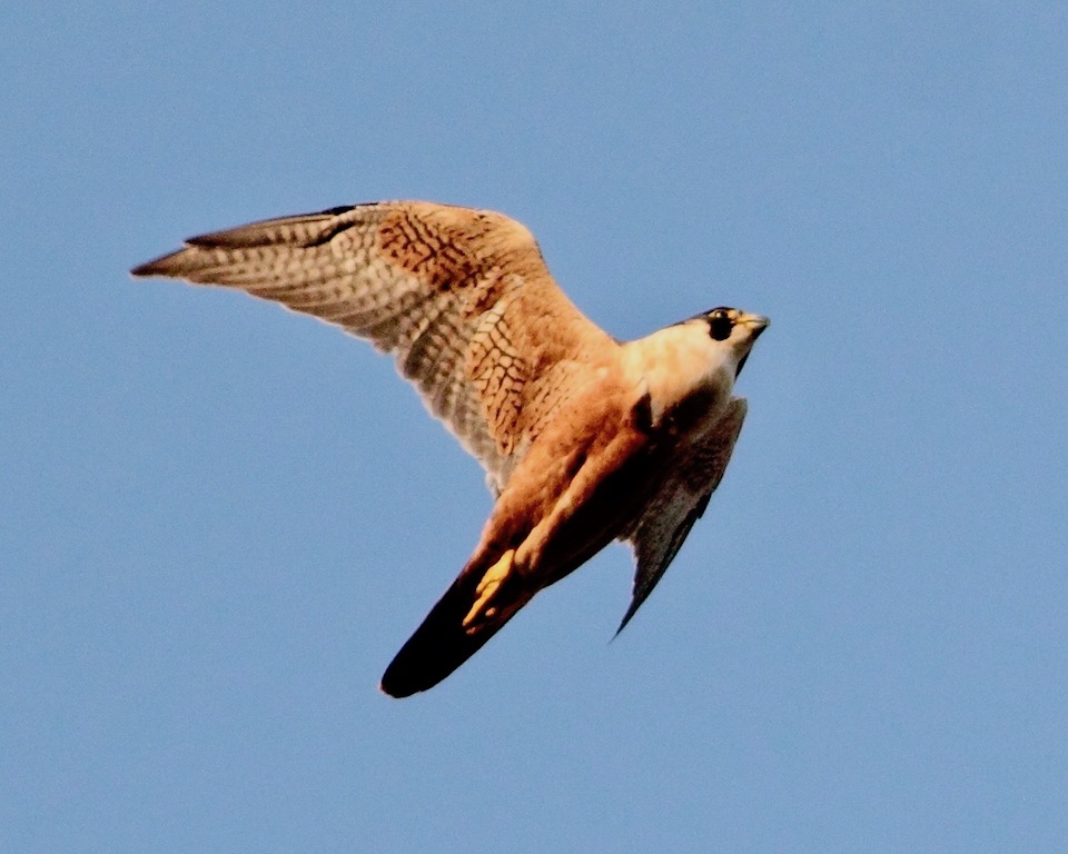 MOUNT ABU BIRDS MY PERSONAL COLLECTION: Shaheen Falcon Birds of Mount ...