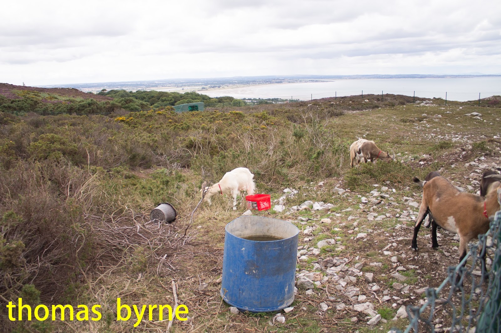 Irish Wildlife Trust - Dublin Branch: August 18th - Walk on Howth Head
