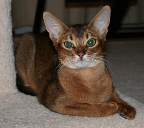 Encyclopedia of Cats Breed: Ruddy Abyssinian Cat | Tawny or Usual