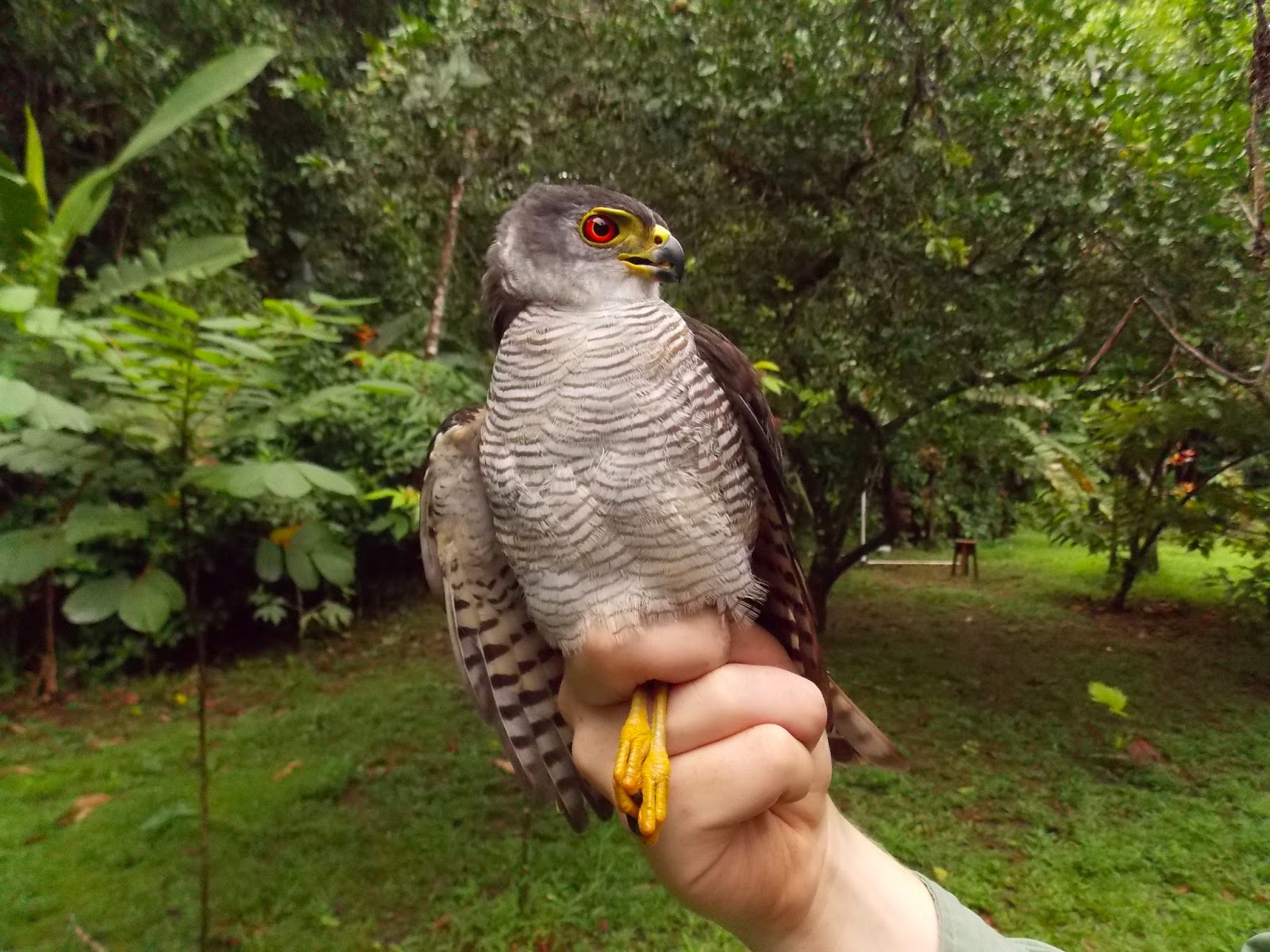 Boom Chachalaca: Tiny Hawk in a Big World
