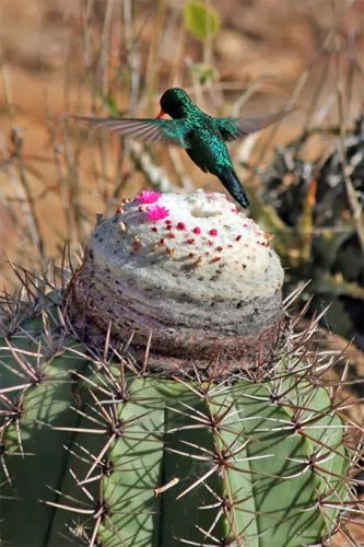 Biologia Reprodutiva de Melocactus glaucescens, M. paucispinus ...