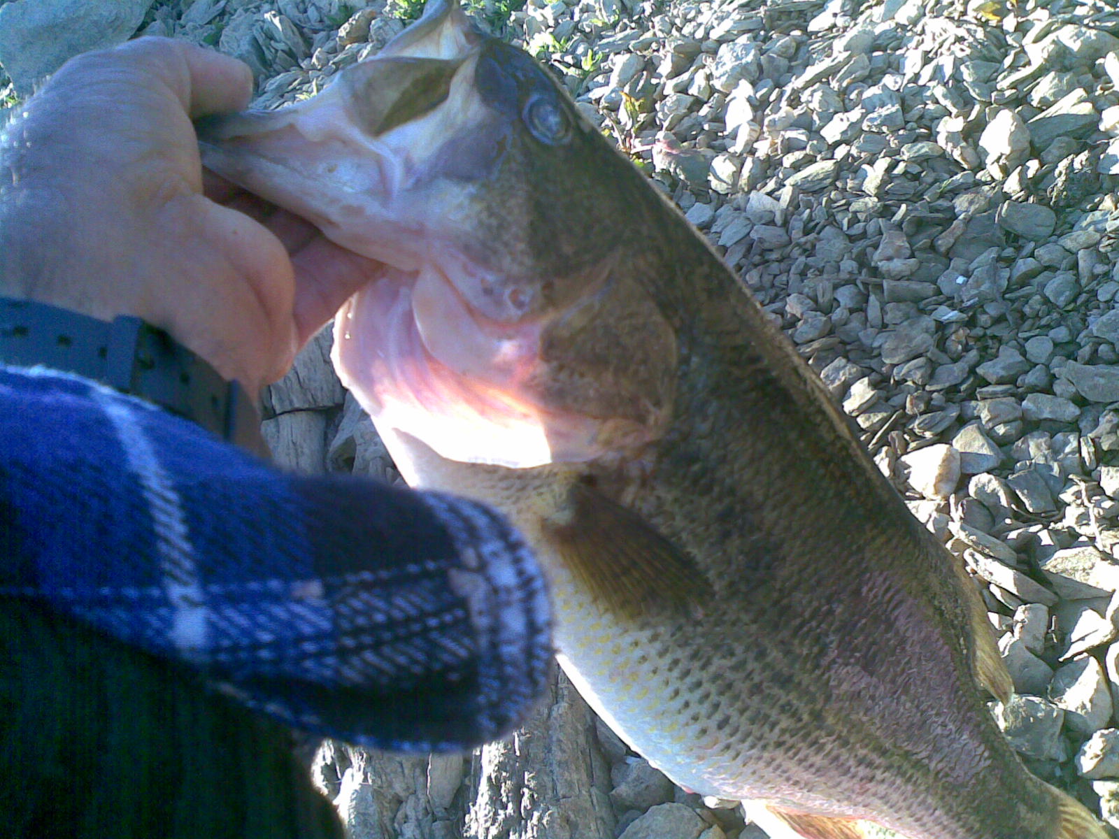 alandroalandia: PESCA DESPORTIVA - A CAPTURA DE ACHIGÃS