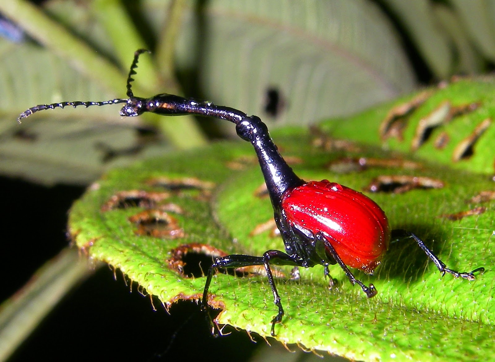 One species a day: Giraffe weevil
