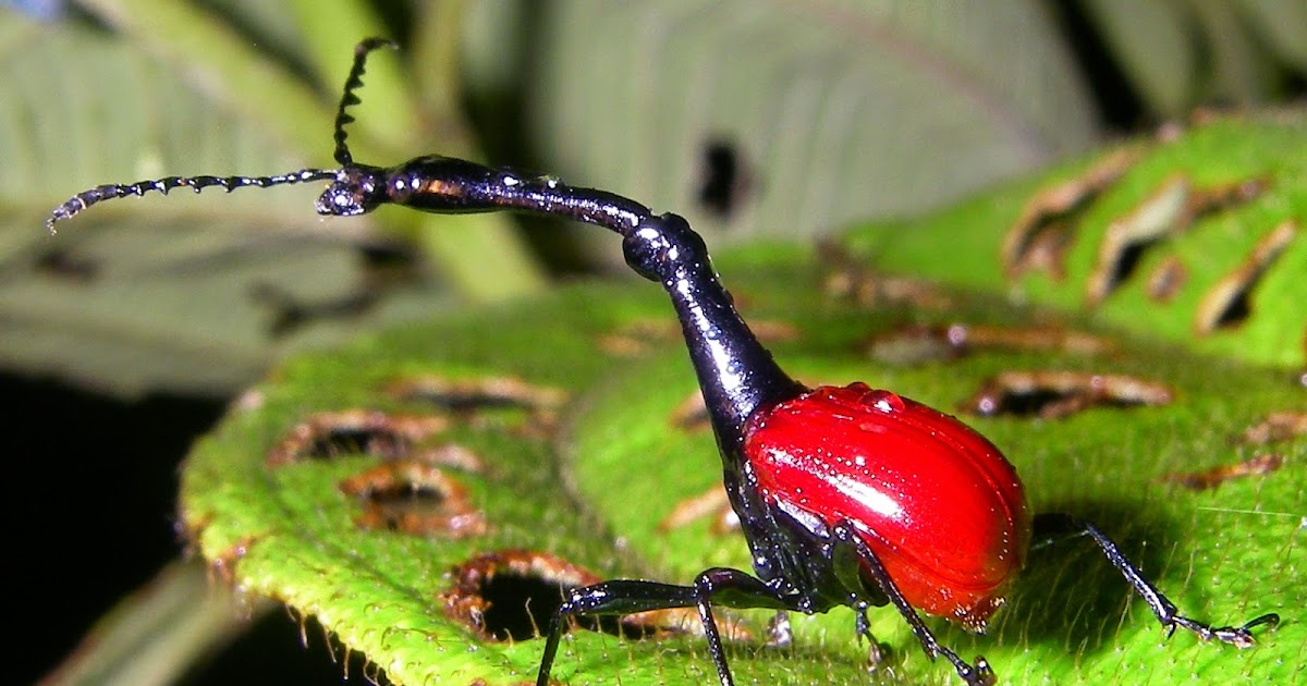 One species a day: Giraffe weevil