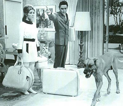 Las Mascotas de Elvis Presley | ENTRE EL CAOS Y EL ORDEN MAGAZINE