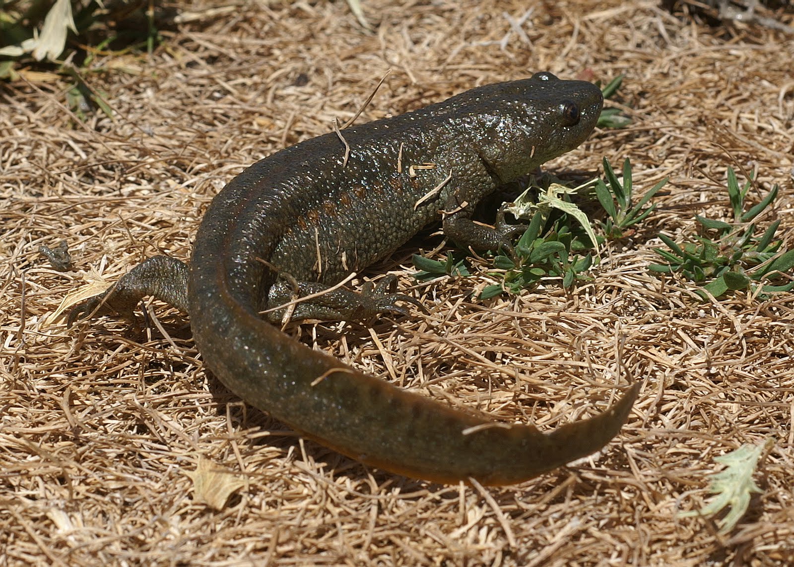 Contacto Natura: Gallipato