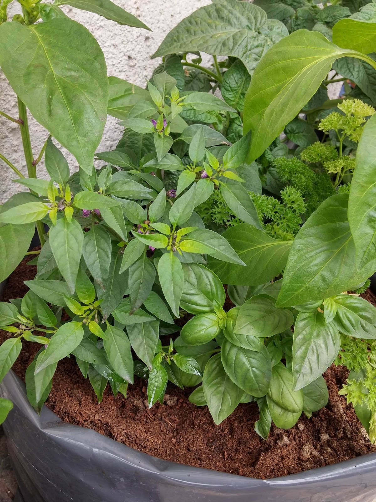 Bosiljak - kralj začina u organskom vrtu