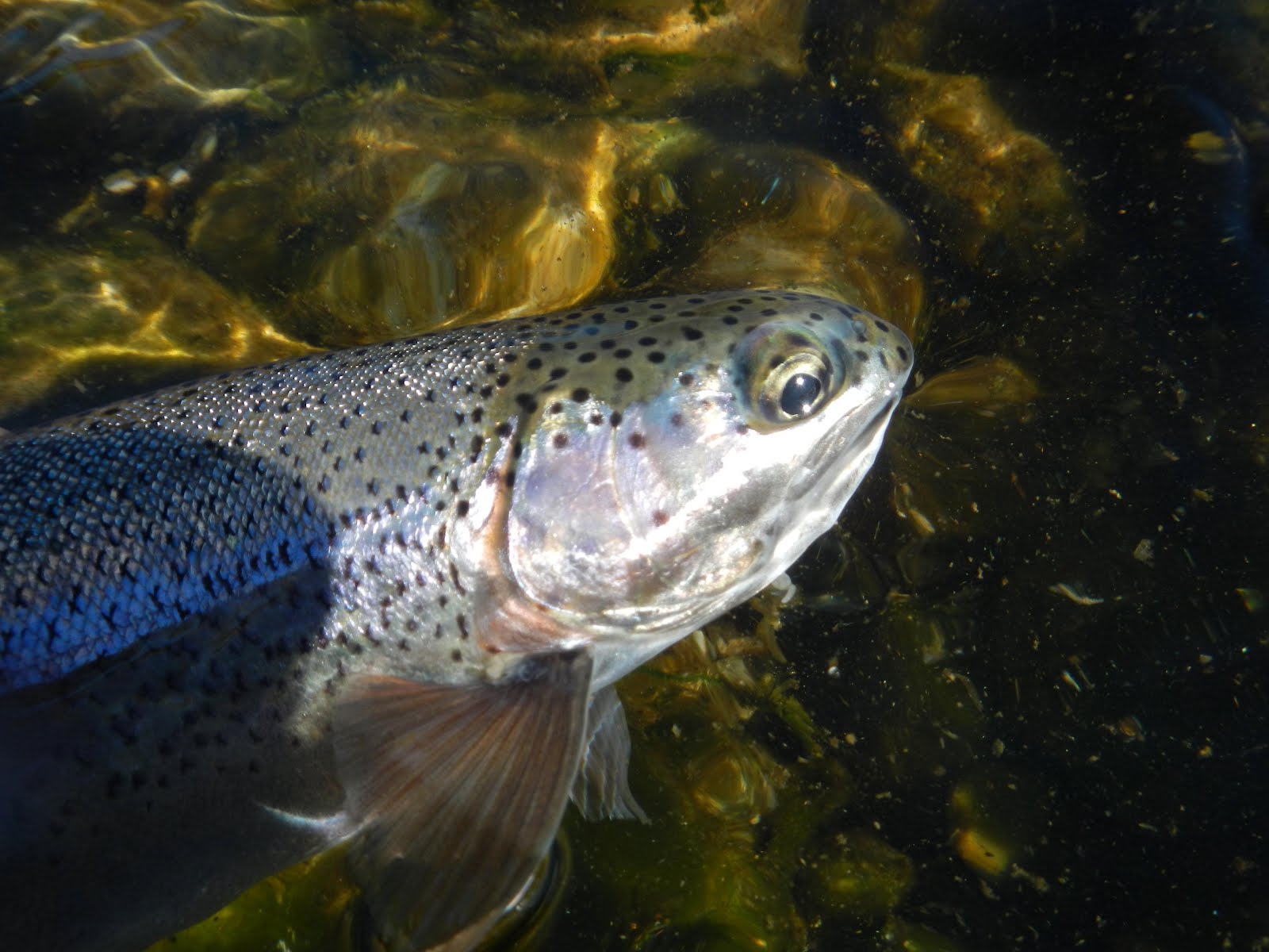 ALPENGlOW: Yuba Renga 2-1,2-2013