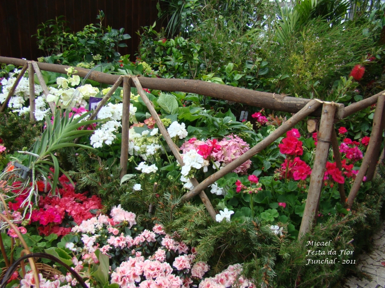 Madeira island - flowers: FLORES DA MADEIRA