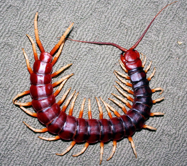 Desde las gavetas de mi escritorio: Ciempiés