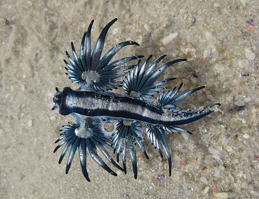 Magic Of Life : Glaucus atlanticus real life monster