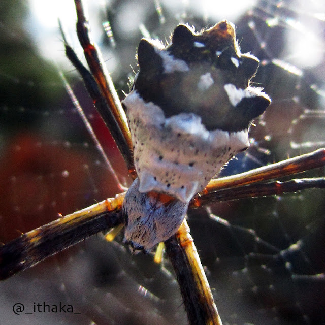 Insects Of The Atlantic Forest (Mata Atlântica) Photographed By: Ithaka ...