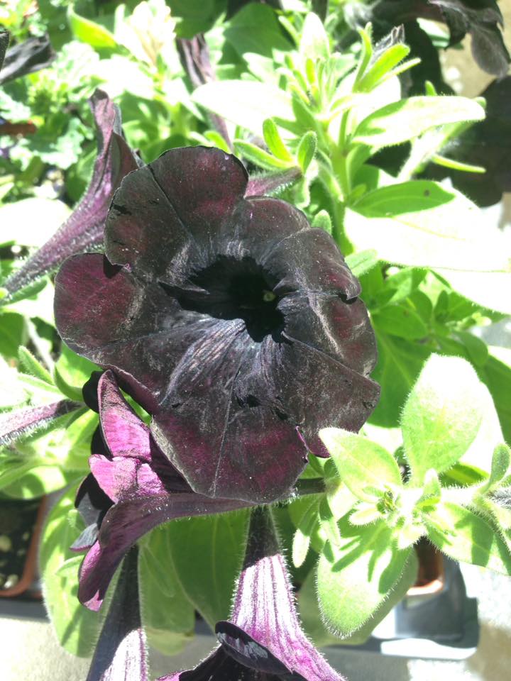 Goth Gardening ^o^: ... solitary goths- people and plants...