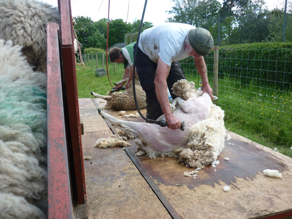An English Homestead: Sheep Shearing