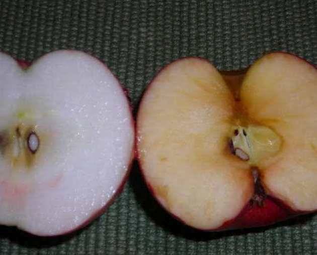 "ITO:Inspire the Others": Kenapa irisan apel menjadi kecoklatan?