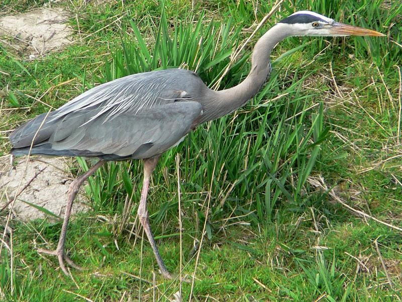Variety of Life: Ardea