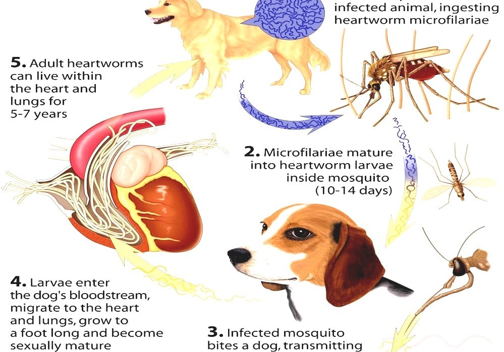 Dirofilaria Immitis - Dog Heartworms