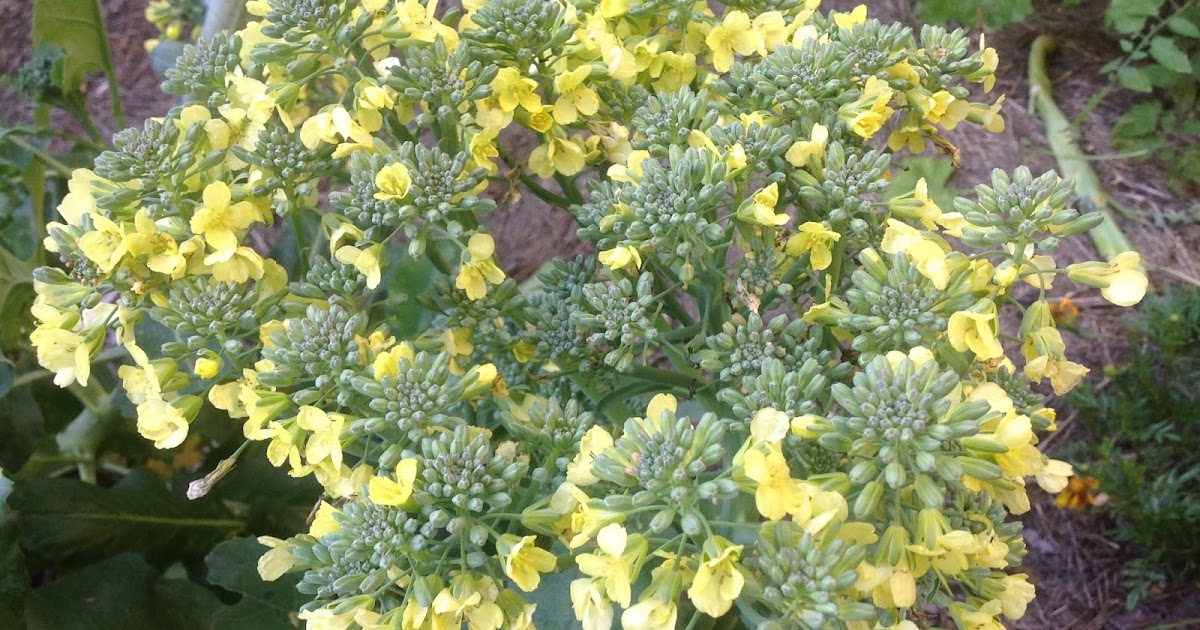 The Meditative Gardener: Broccoli in Bloom