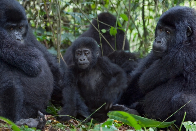 Let Us Help Save Our Planet!: Cross River Gorilla - A Critically ...