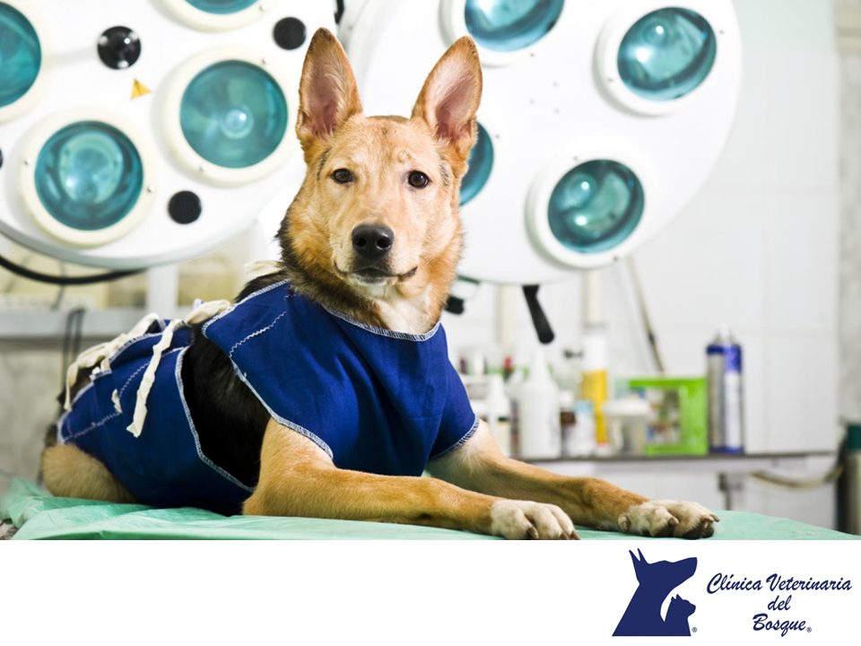 Tips Para Mascotas Beneficios De Esterilizar A Tu Mascota ClÍnica