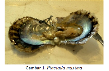 Aswar Sharing: Makalah Budidaya Tiram Mutiara