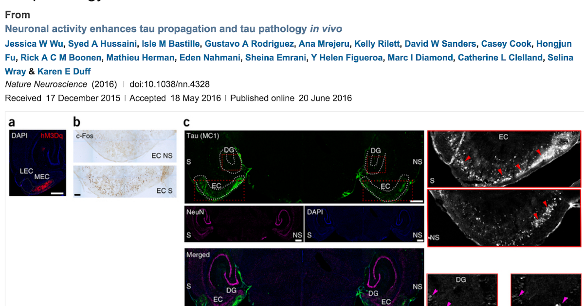 Nature Neuro: Using opto and chemogenetics to enhance tau propagation ...